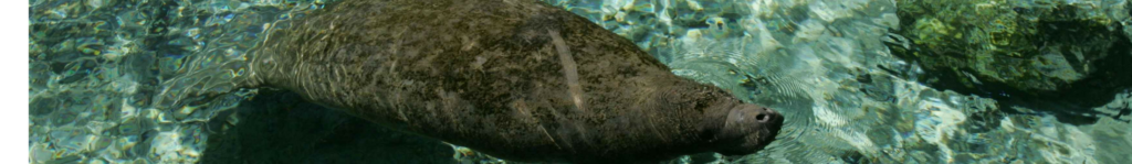 Pinellas County to get new manatee protection signs - Bay Soundings
