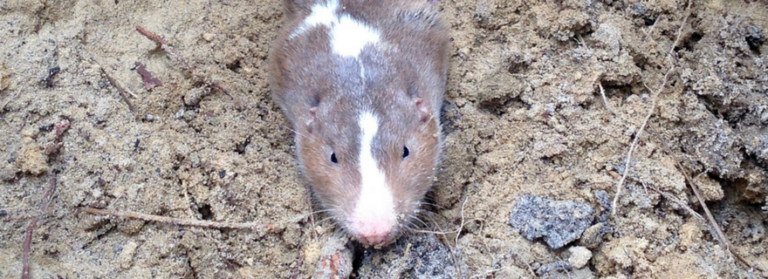 Pocket Gophers – Little-Known Animals Play Important Role in Ecosystem ...