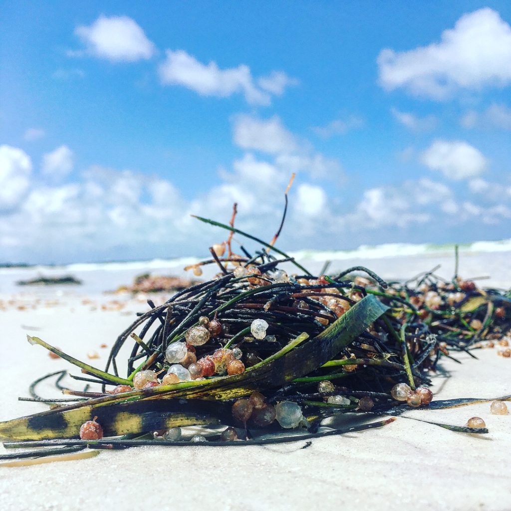 Exploring The Wrack Line: Uncover a World Most People Miss | Bay Soundings