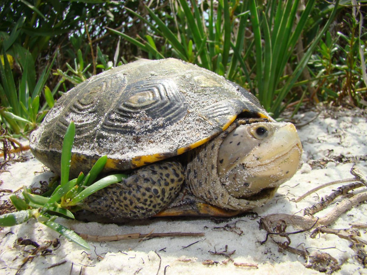 FWC postpones action on terrapins - Bay Soundings