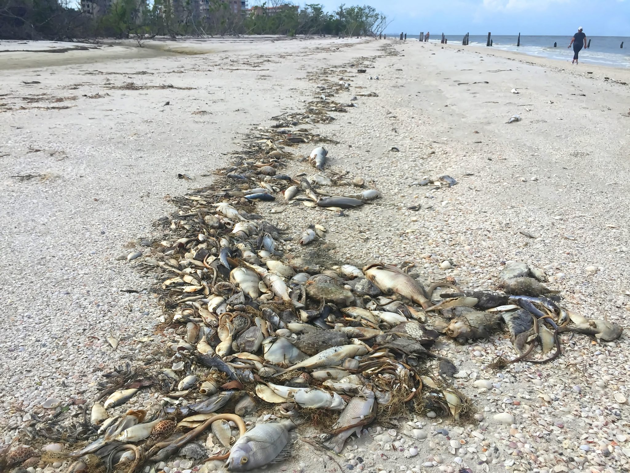 New report quantifies the impact of nutrients on in-shore red tide ...