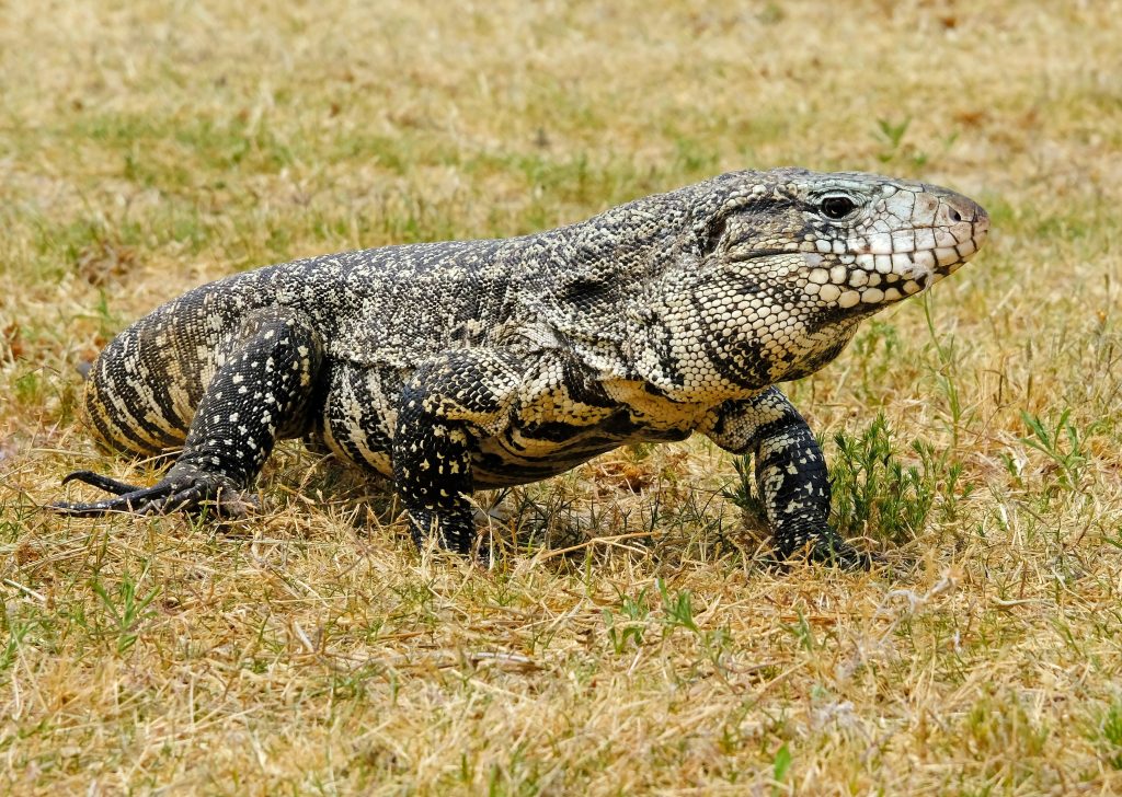 Tegus Sighted in St. Petersburg - Bay Soundings