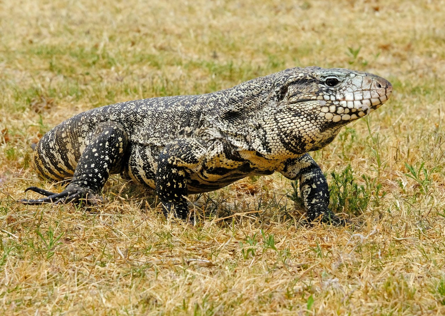 Tegus Sighted in St. Petersburg | Bay Soundings