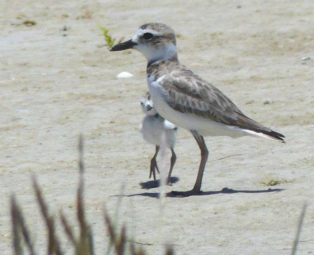 Protect Magical Outback Key - Bay Soundings