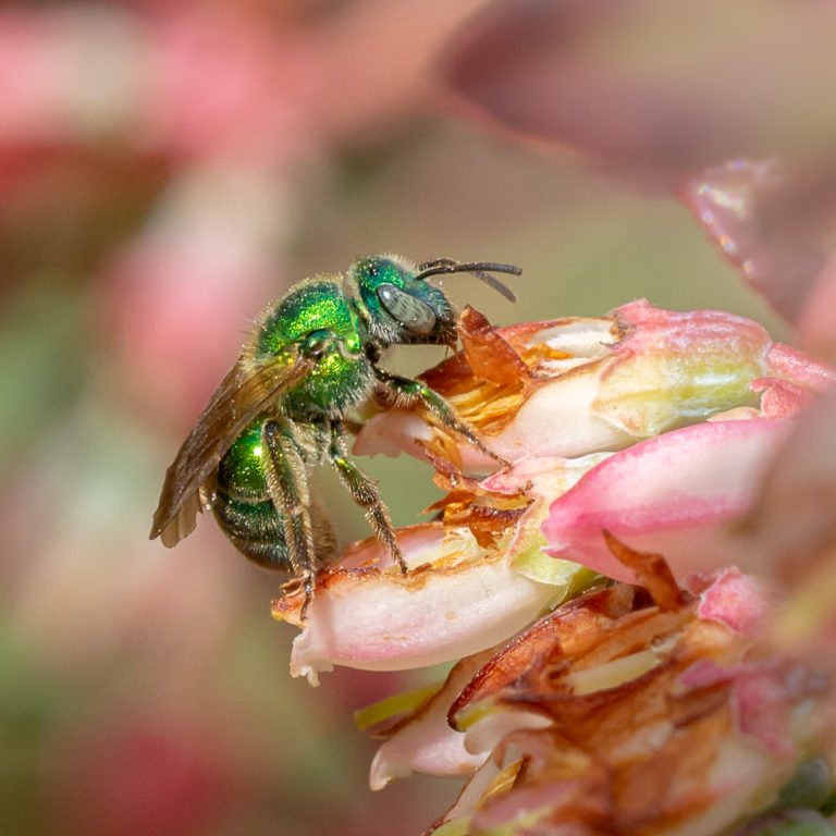 Welcome Florida's Native Bees Into Your Yard | Bay Soundings