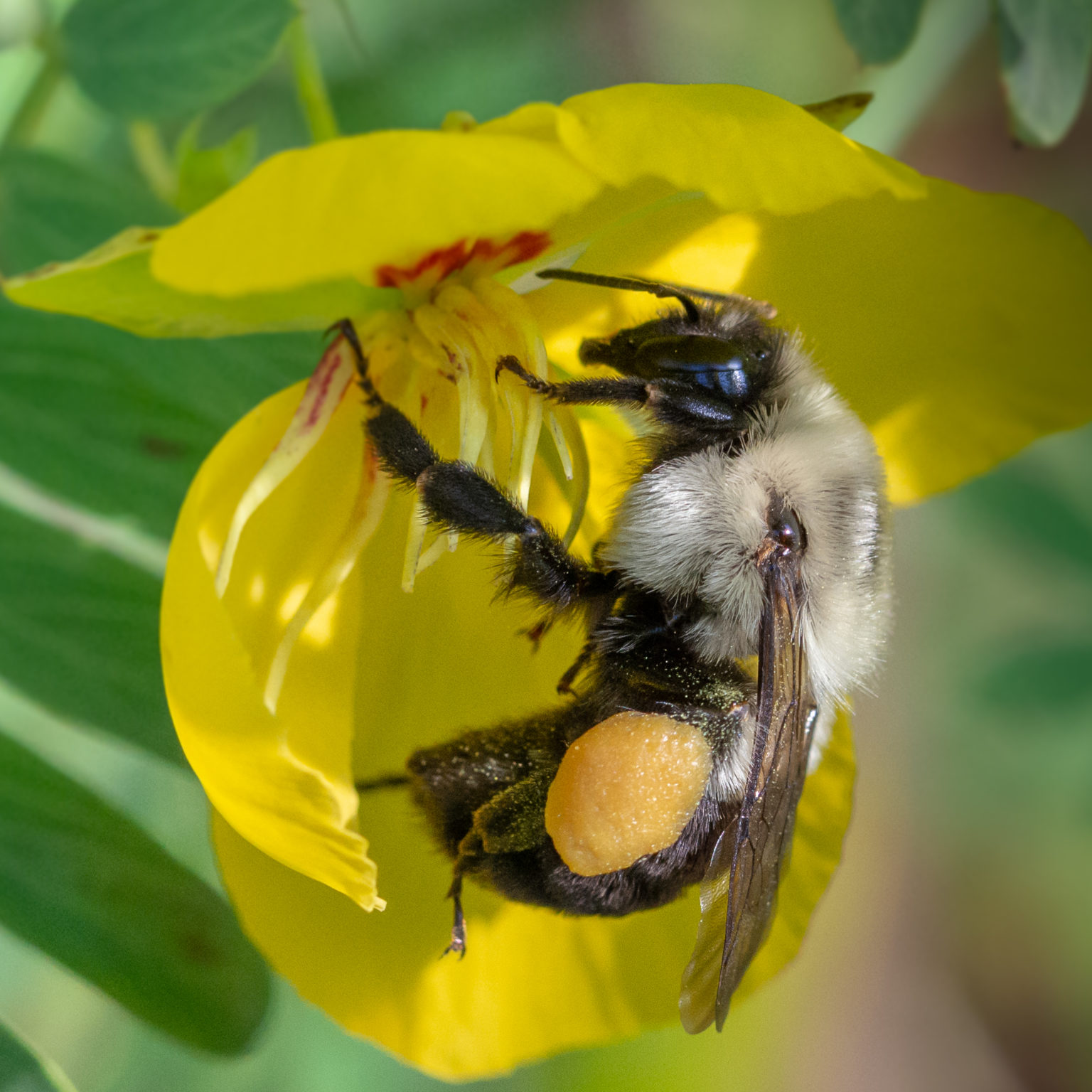 Welcome Florida's Native Bees Into Your Yard | Bay Soundings