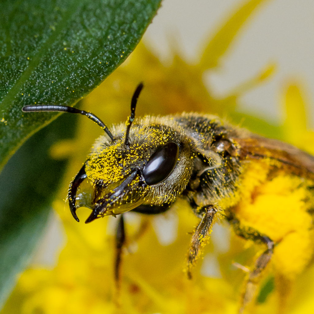 Welcome Florida’s Native Bees Into Your Yard - Bay Soundings