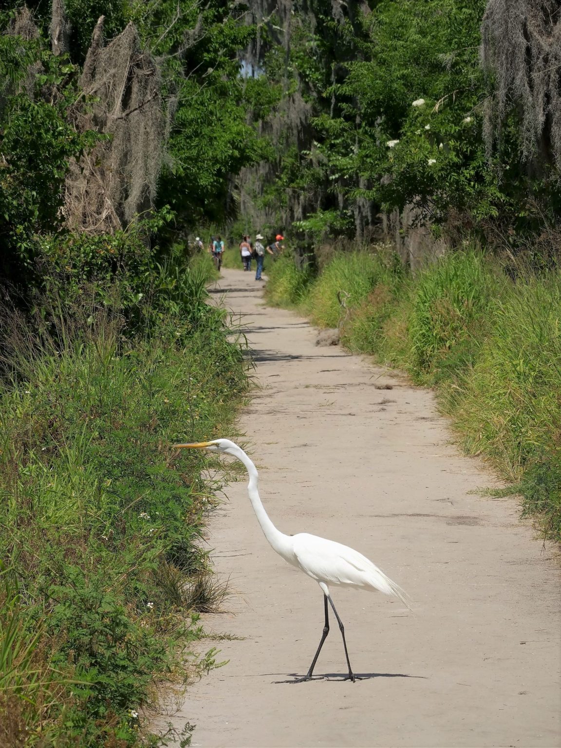 Circle B Bar Preserve Never Fails to Delight | Bay Soundings