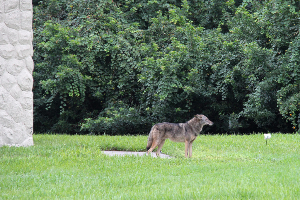 Coyotes in Florida are Here to Stay - Bay Soundings