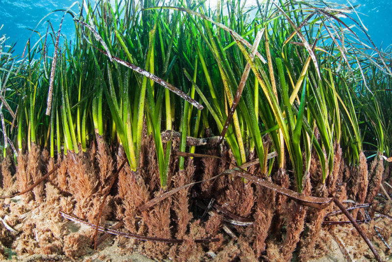 Seagrass Loss Poses Challenges, Opportunities - Bay Soundings