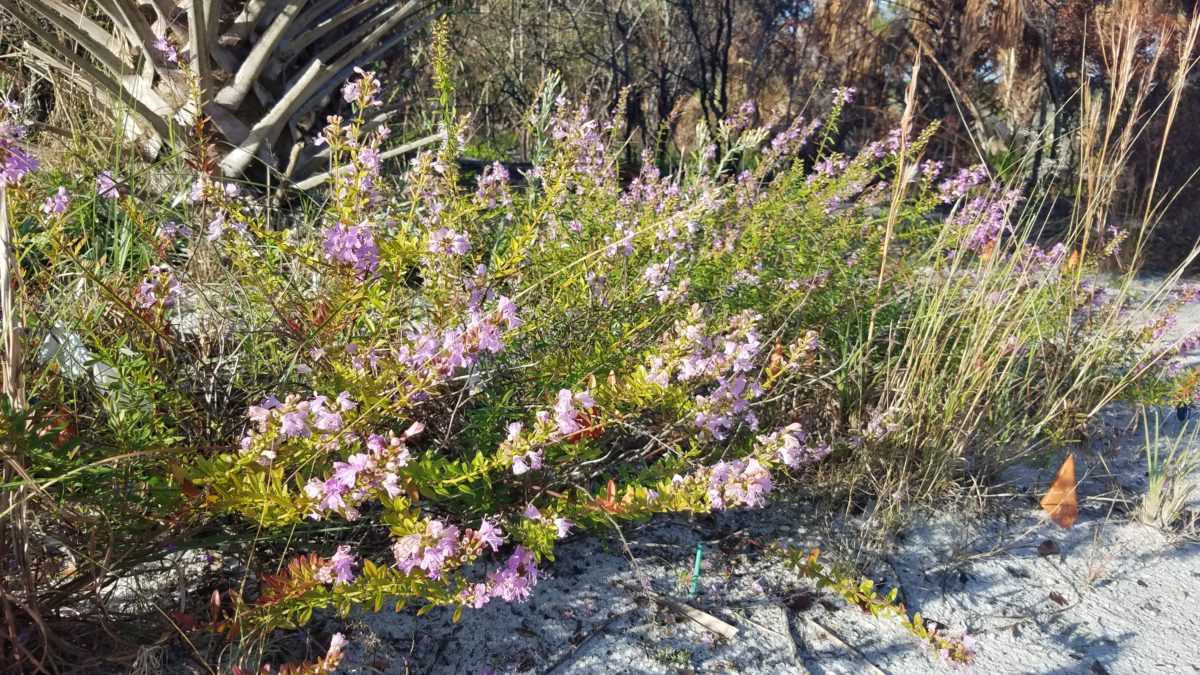 Saving Florida’s Endangered Plants Requires Different Strategies - Bay ...