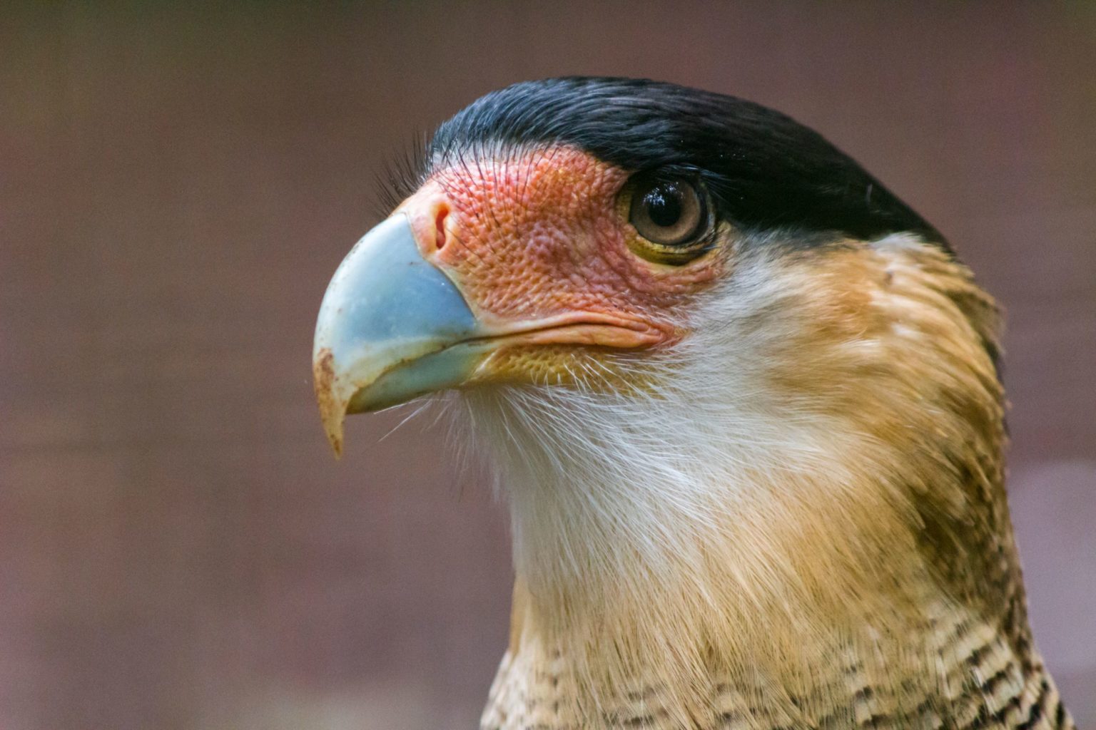 Crested Caracaras Rebound in Florida | Bay Soundings