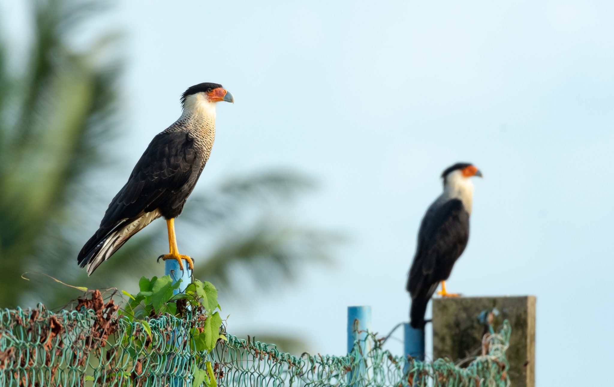 Crested Caracaras Rebound in Florida | Bay Soundings