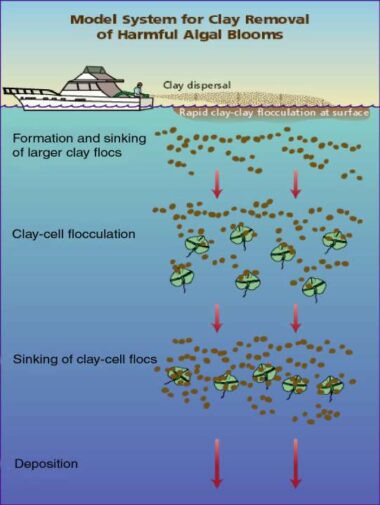 Researchers Look at Ways to Control Red Tide - Bay Soundings