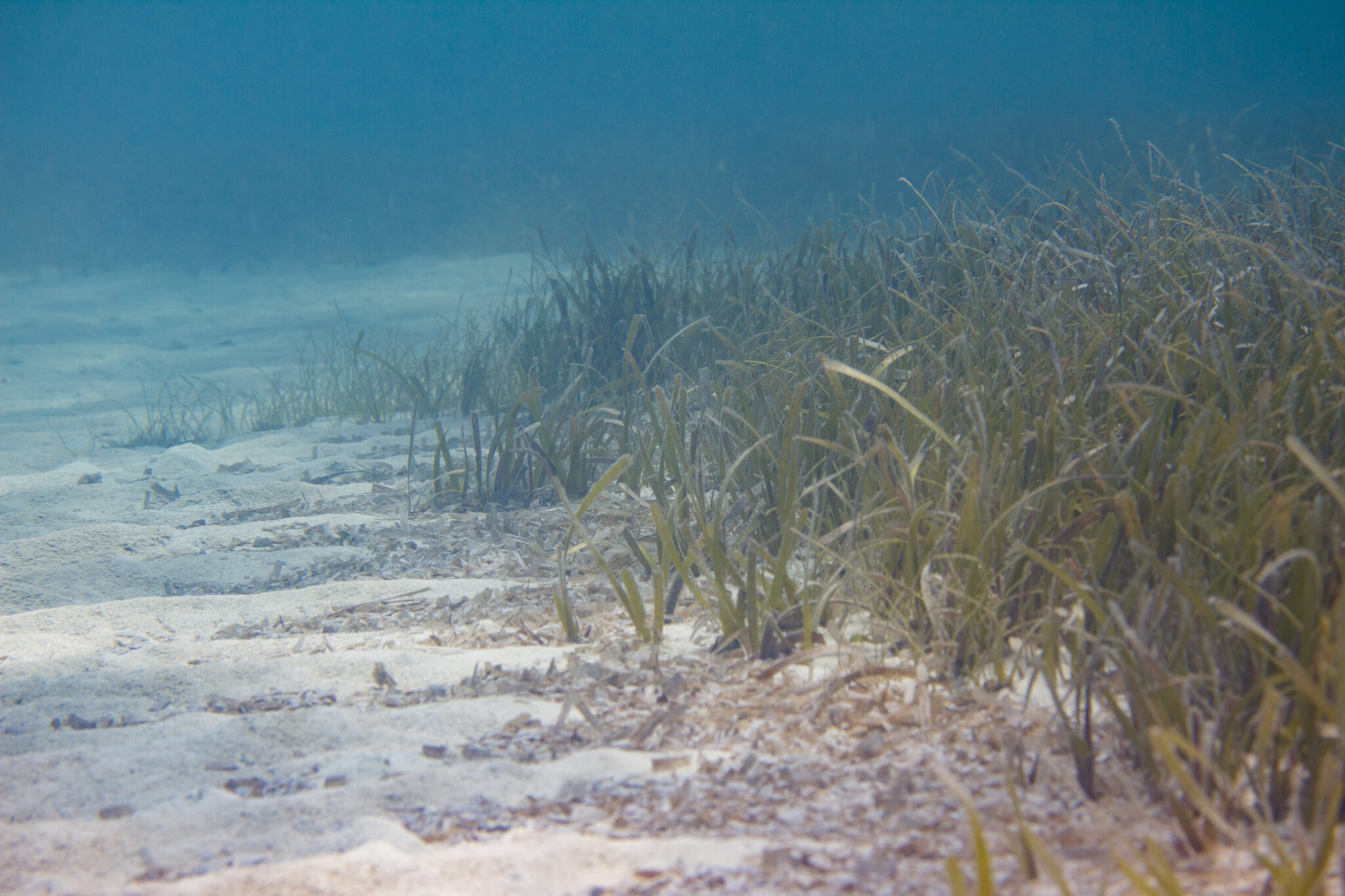 Beau Williams — Restoring Seagrasses from a Land-Based Farm - Bay Soundings