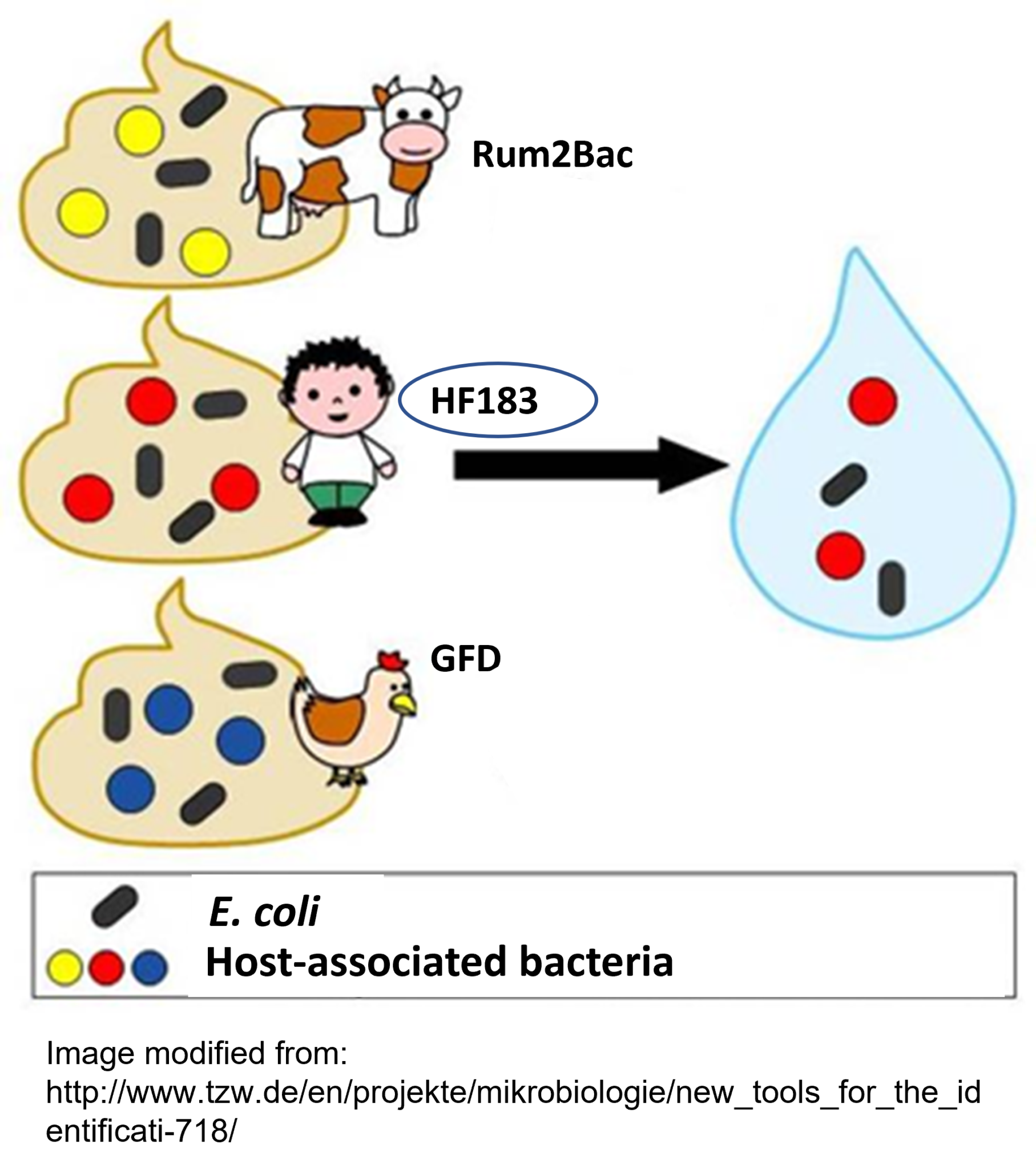 “Poop Sleuthers” chase down sources of fecal pathogens - Bay Soundings