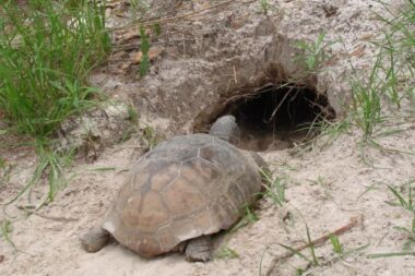 Celebrate Gopher Tortoise Day with “tort-ally” awesome events - Bay ...