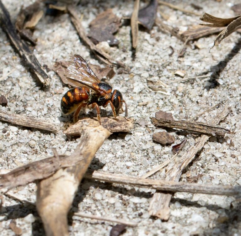 BEE the Difference: How You Can Protect Native Bees Through Fall and ...