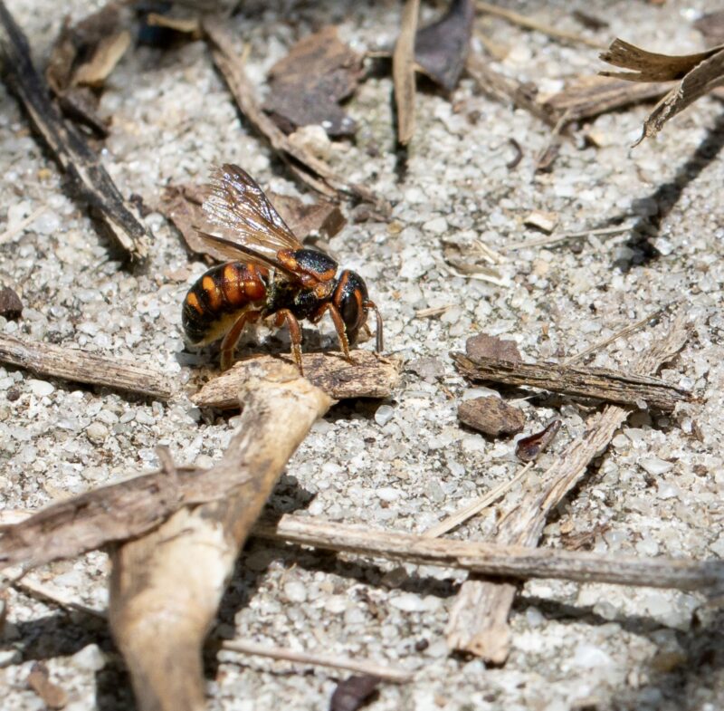 BEE the Difference: How You Can Protect Native Bees Through Fall and ...