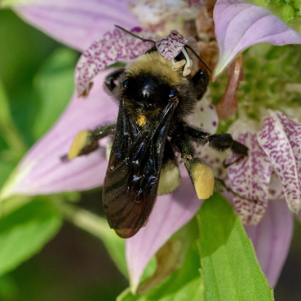 BEE the Difference: How You Can Protect Native Bees Through Fall and ...
