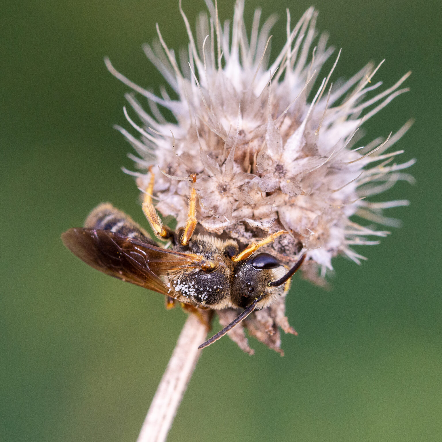 BEE the Difference: How You Can Protect Native Bees Through Fall and ...
