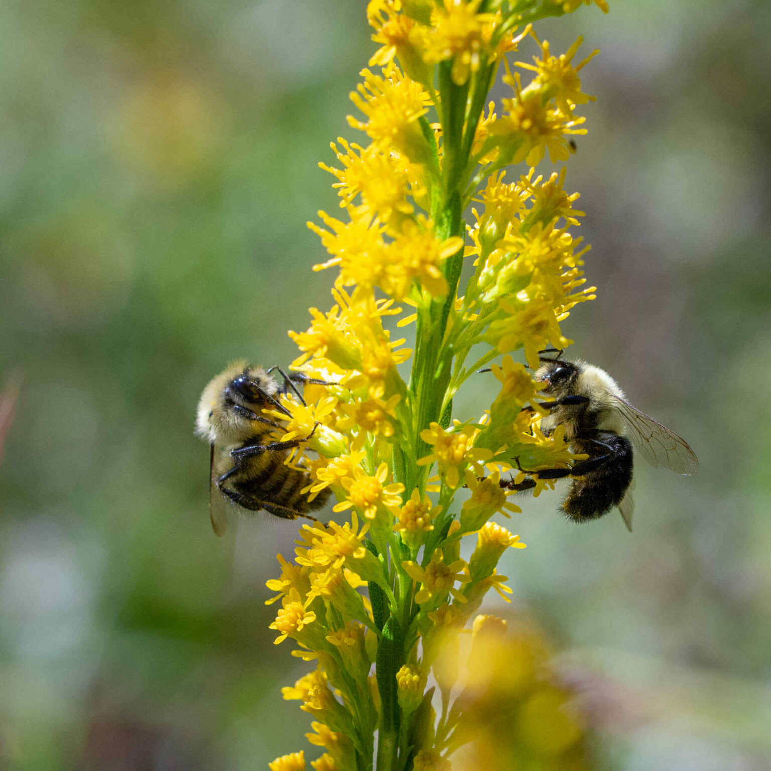 BEE the Difference: How You Can Protect Native Bees Through Fall and ...
